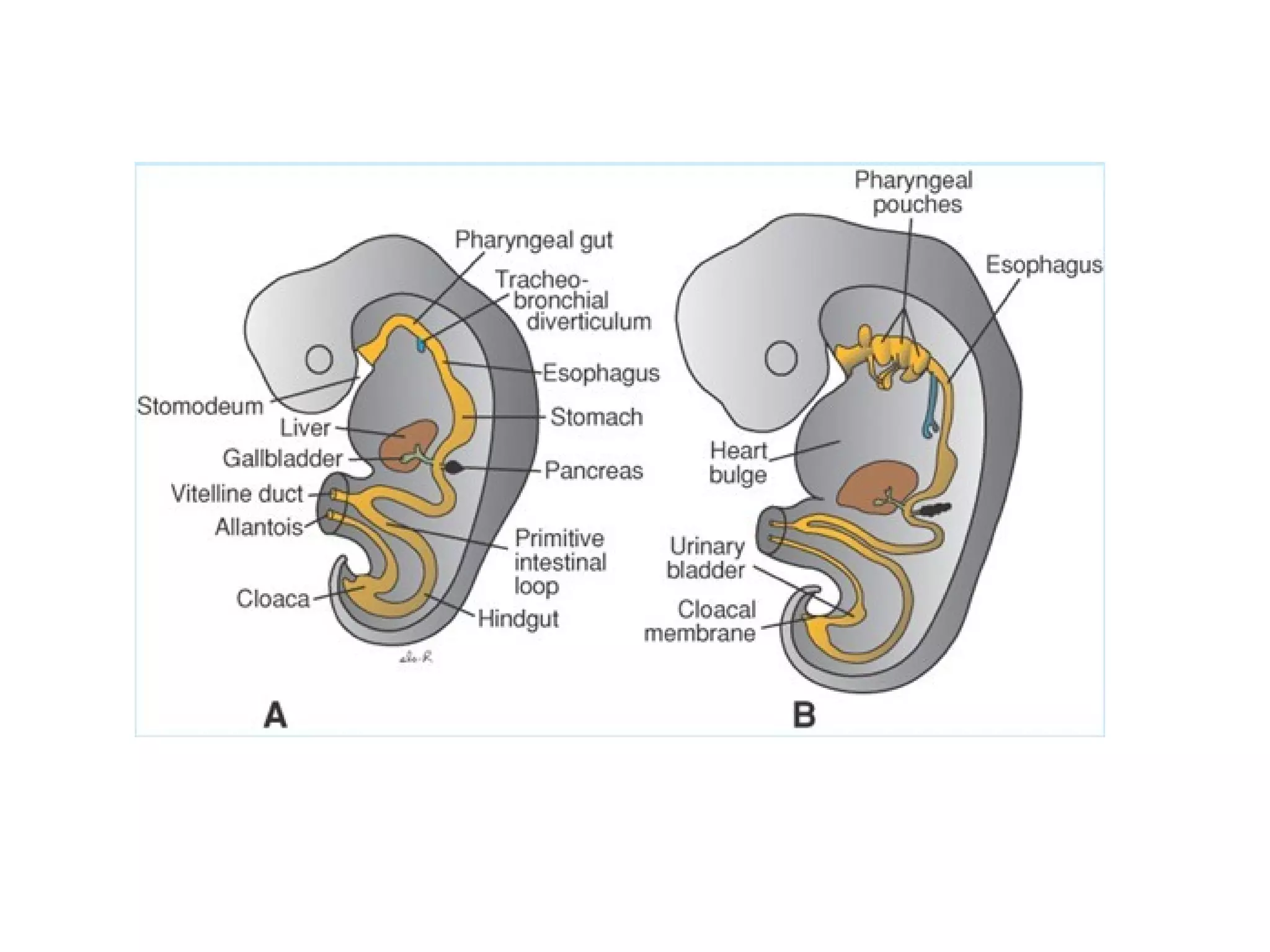 Embriologia DEL APARATO DIGESTIVO