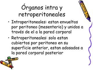 Embriologia DEL APARATO DIGESTIVO | PPT