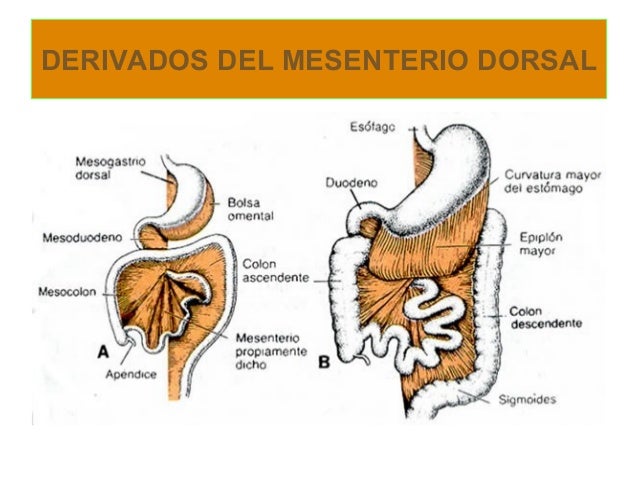 Embriologia DEL APARATO DIGESTIVO