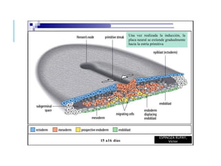 Embriologia SNC | PPTX