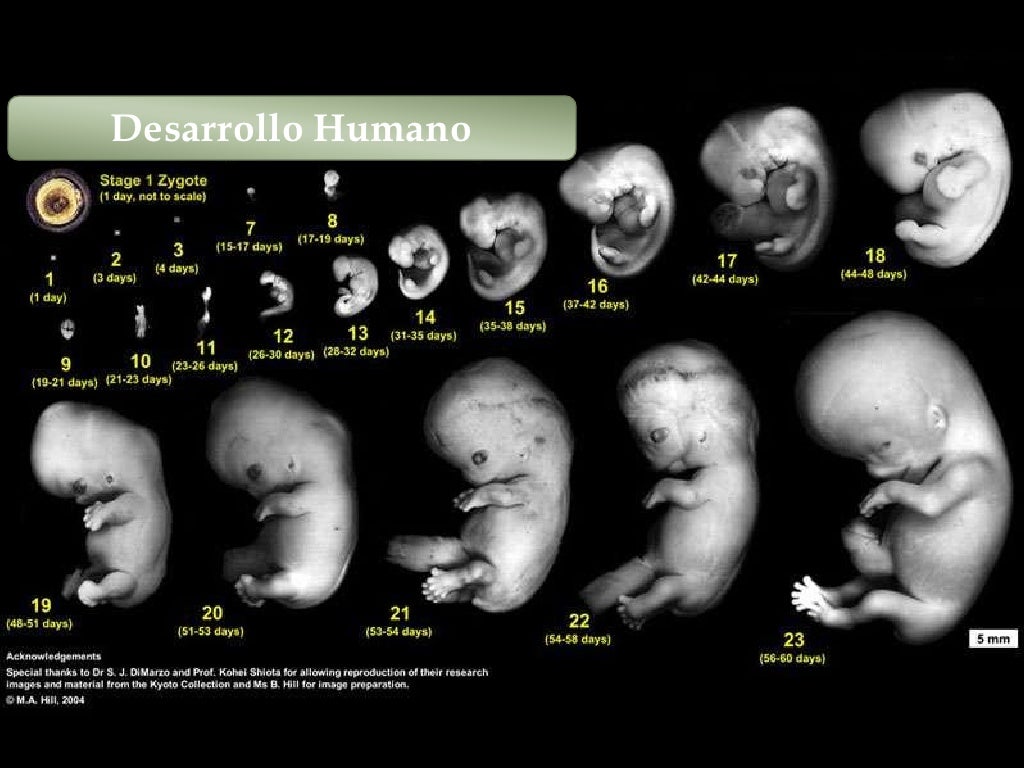 Embriologia Humana