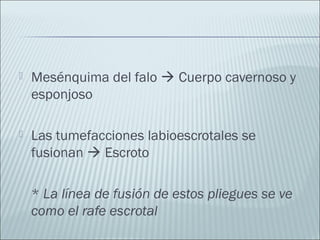 Embriologia masculino | PPT