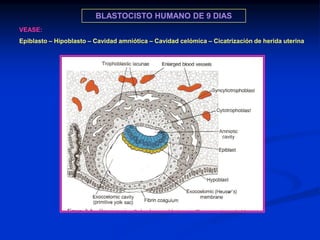 Embriologia medica repaso-pdf | PDF