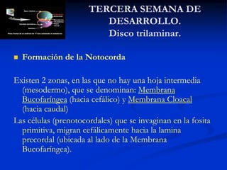 Embriologia medica repaso-pdf | PDF