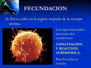 Embriologia medica repaso-pdf | PDF
