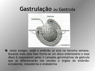 Embriologia | PPT