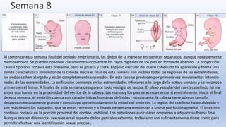Embriologia william escobar | PPTX