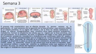 Embriologia william escobar | PPTX