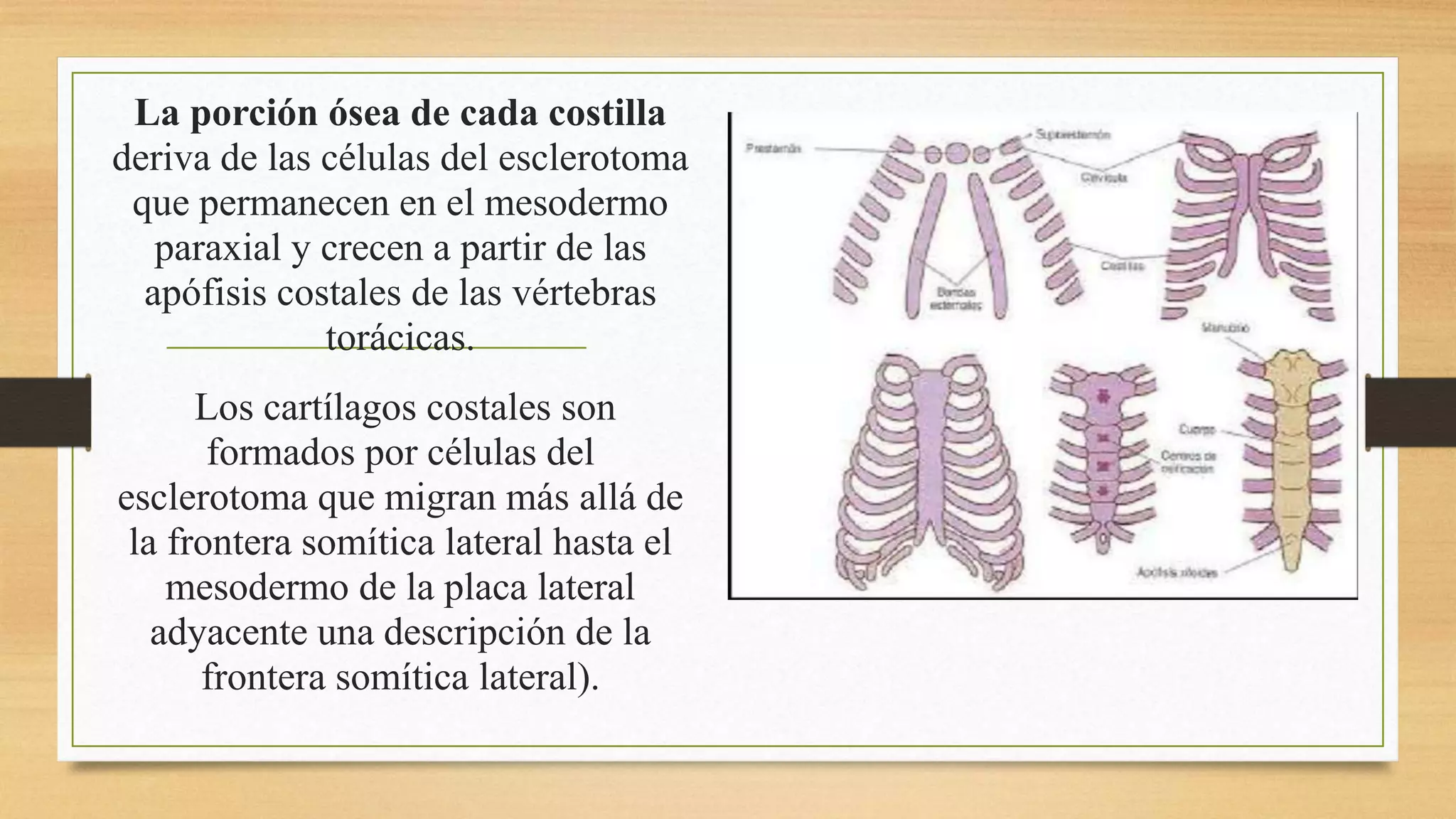 Embriologia 1.pptx