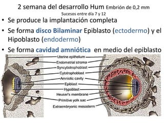 Embriologia 1 od | PPTX