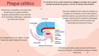 EMBRIOLOGIA 4-8.pdf