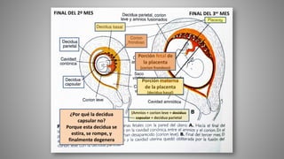 Embriología 65.7. Desarrollo de la placenta.pdf