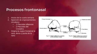 EMBRIOLOGIA 9. Morfogenesis Dr. Jorge (1).pptx