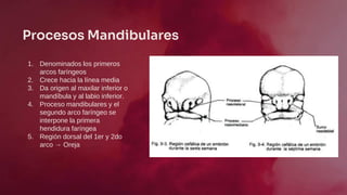 EMBRIOLOGIA 9. Morfogenesis Dr. Jorge (1).pptx
