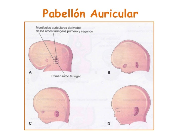 Embriologia&anatomia del oido
