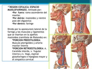 EMBRIOLOGIA, ANATOMIA, FISIOLOGIA Y SEMIOLOGIA FARINGE.ppt