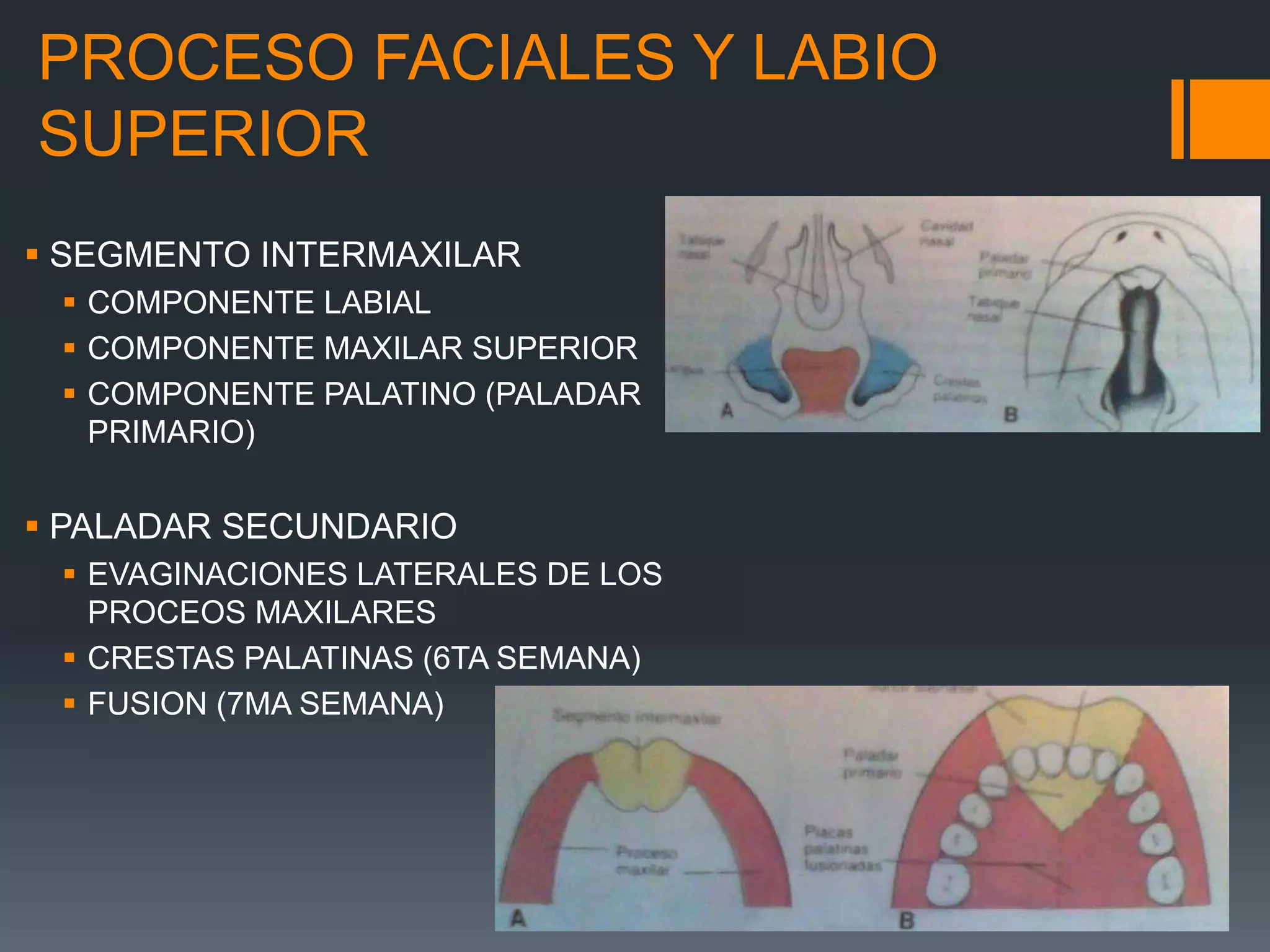Embriologia, anatomia y clasificacion de labio y | PPTX