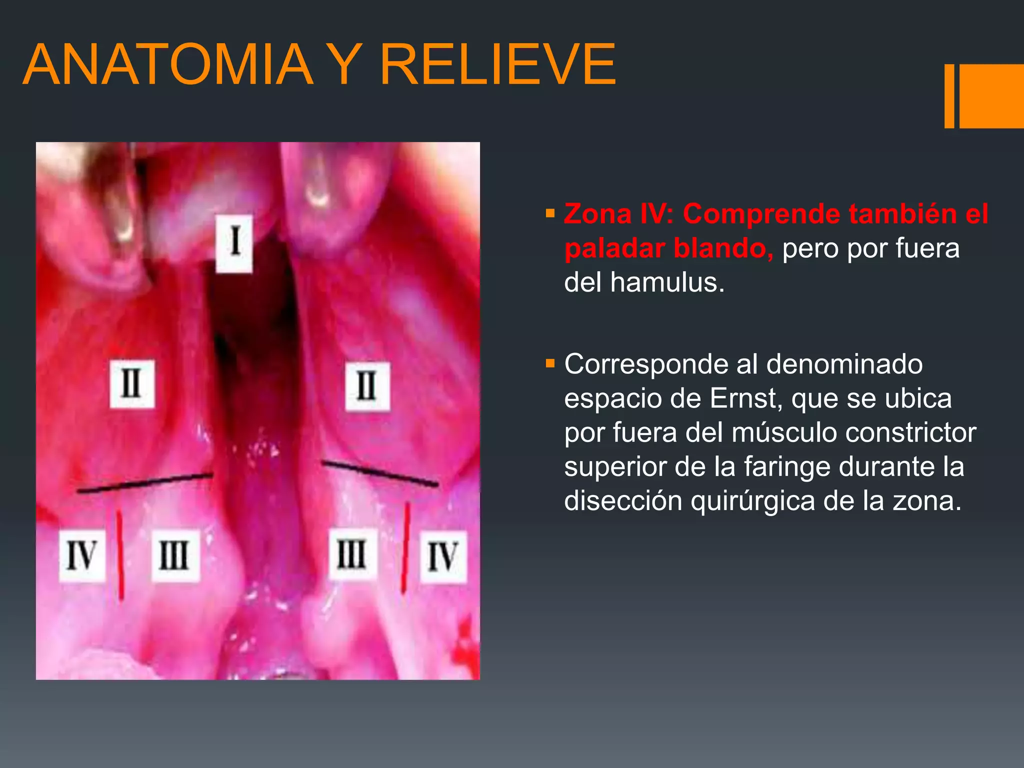Embriologia, anatomia y clasificacion de labio y | PPTX