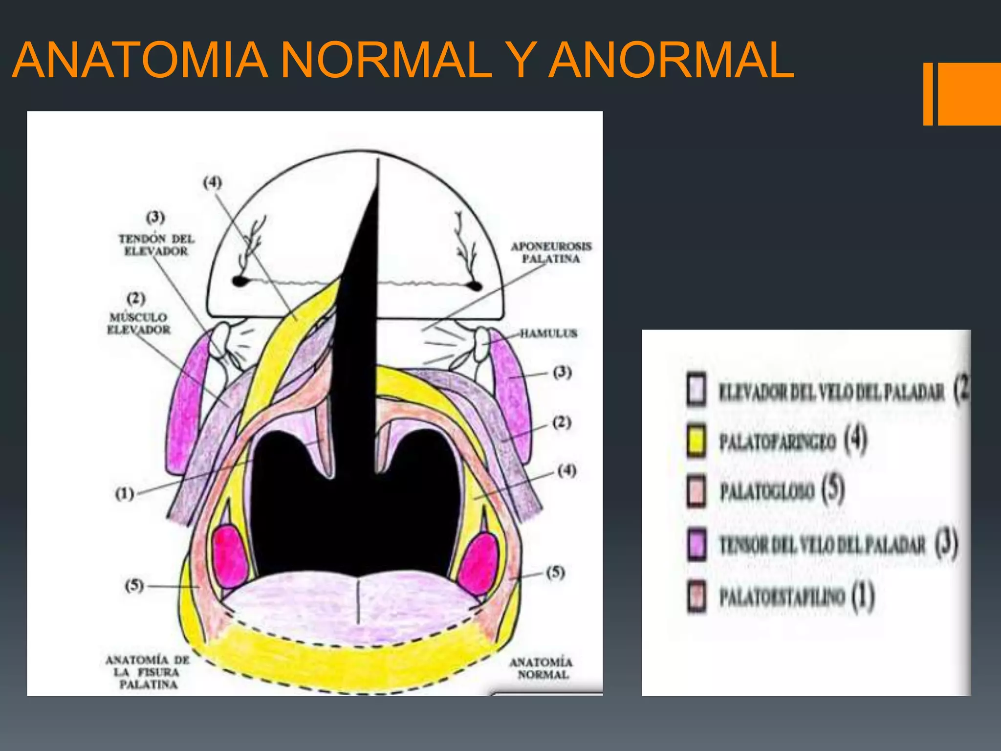 Embriologia, anatomia y clasificacion de labio y | PPTX
