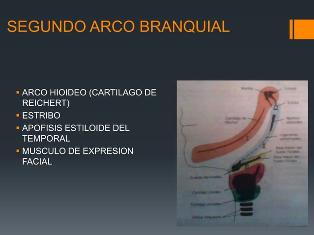 Embriologia, anatomia y clasificacion de labio y | PPTX