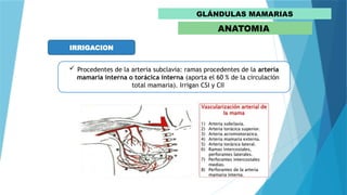 Embriologia, anatomia y fisiologia de la glandula mamaria.pptx