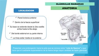 Embriologia, anatomia y fisiologia de la glandula mamaria.pptx