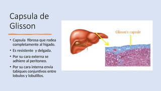 EMBRIOLOGIA, ANATOMIA Y FISIOLOGIA DEL HIGADO.pptx