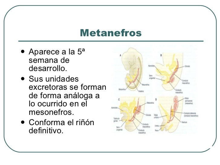 Embriologia aparato urinario