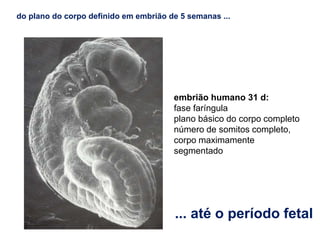 embriologia aula 1.ppt futuros profissional | PPT