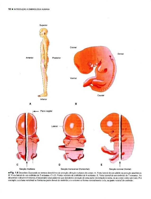 Embriologia básica (moore-persaud)