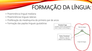 EMBRIOLOGIA BUCO FACIAL | PPTX