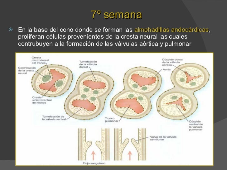 ¡CARDIOLOGIA DE CAPOS!