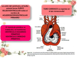 Embriología Cardiovascular | PDF