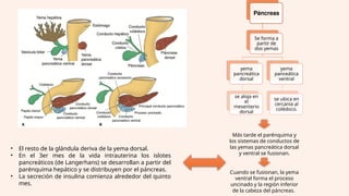 EMBRIOLOGIA DE APARATO DIGESTIVO.pptx r1 | PPTX