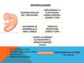 Embriologia de Cabeza y Cuello tema 10.pdf