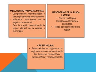 Embriologia de Cabeza y Cuello tema 10.pdf