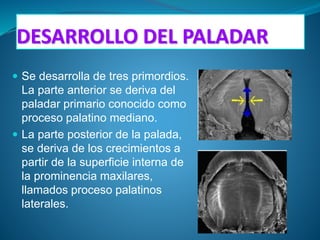 Embriologia de cara y cuello reyna | PPTX