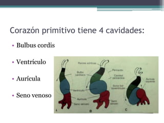 Embriologia de corazon | PPT