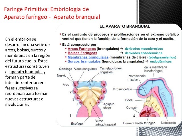 Embriologia de faringe