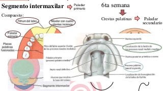 Embriologia de la cara .pptx