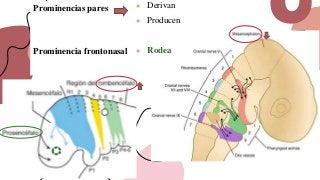 Embriologia de la cara .pptx