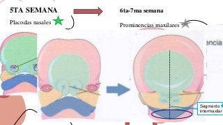 Embriologia de la cara .pptx