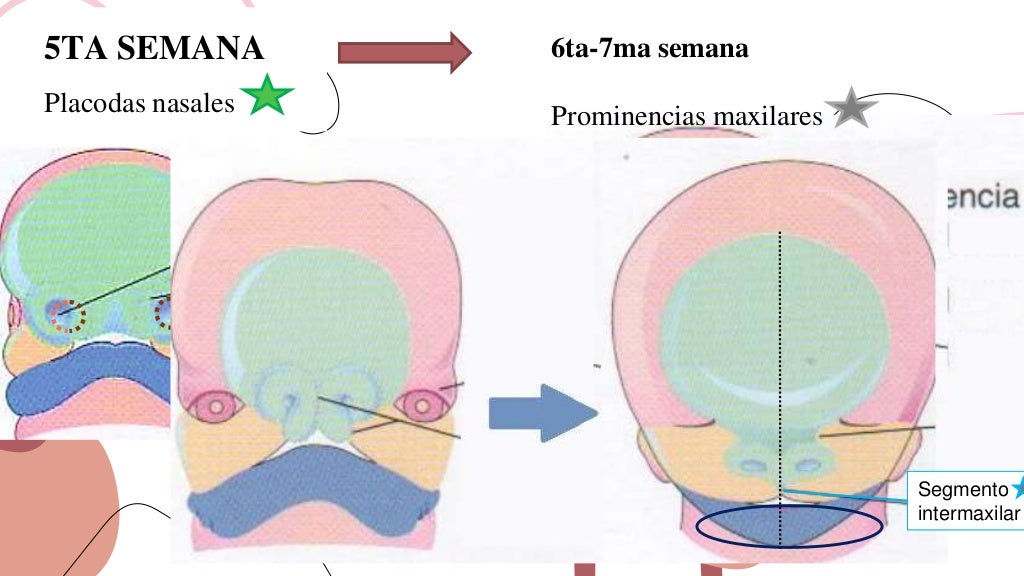 Embriologia de la cara .pptx