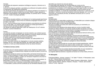 Tema N°13. Embriología de Lagman | PDF