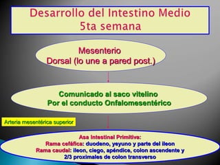 EMBRIOLOGIA DEL APARATO DIGESTIVO - UDES.ppt