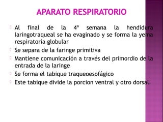 Embriologia del aparato respiratorio | PPT
