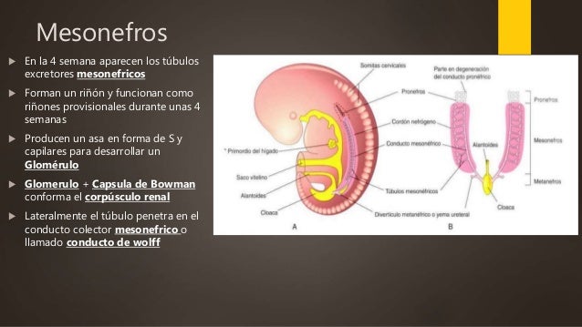 Embriologia del aparato urinario