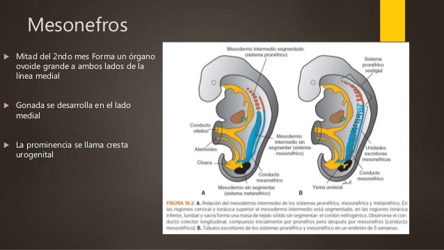 Embriologia del aparato urinario