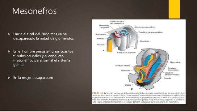 Embriologia del aparato urinario