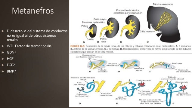 Embriologia del aparato urinario